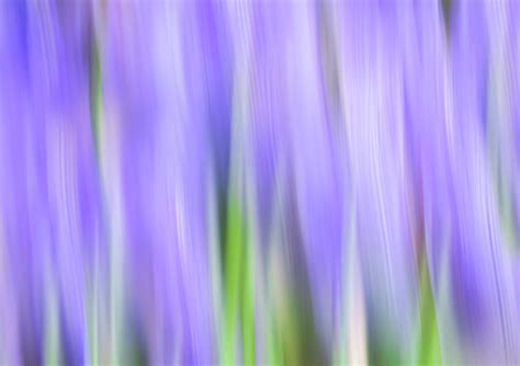 Dizzy Lily Photograph By Kimberly Granger Fine Art America
