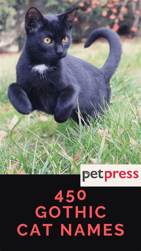 450 Gothic Cat Names Perfect For Black Cats Artofit