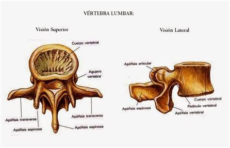 Vértebras Lumbares Características Wfbjfj