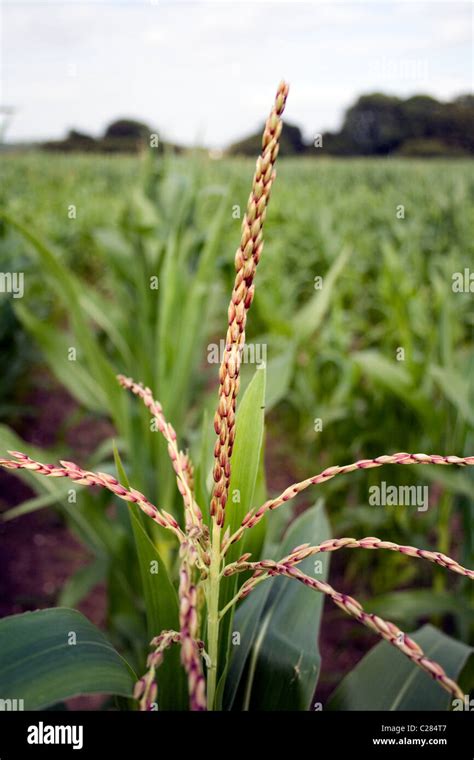 Tassel Corn Stalks At Michael Sizemore Blog