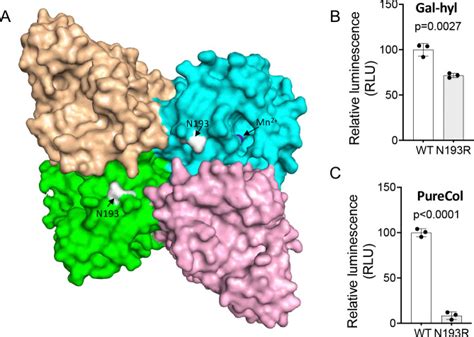 Structural Basis Of Collagen Glucosyltransferase Function And Its
