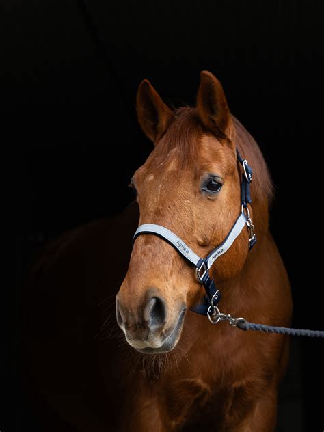 Pantern Stall Kungsgården