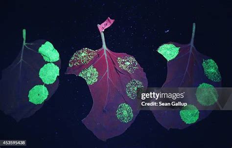 Uv Bacteria Photos And Premium High Res Pictures Getty Images