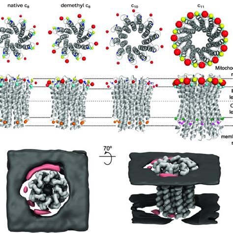 Locations Of Lipid Head Groups Around C Rings Shown Both From