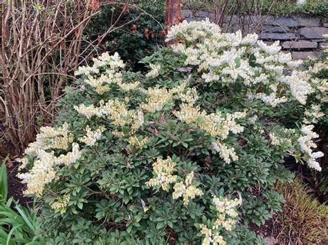 Hydrangea Paniculata Aj14 Early Evolution Hydrangea — Northwest Blooms