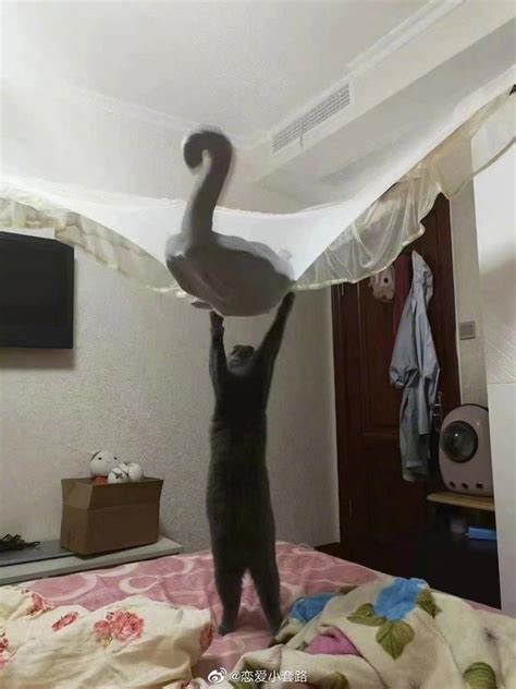 猫！你在干嘛新浪新闻