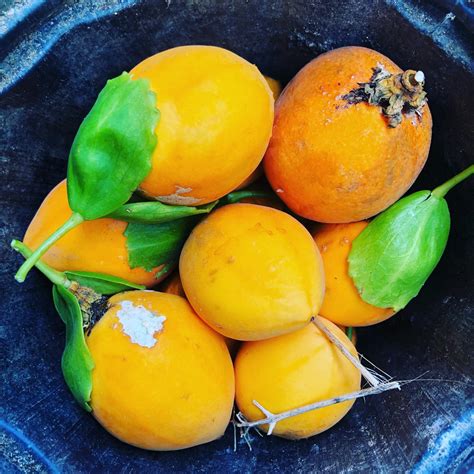 Guayacan Farm Passiflora Nitida Is Known As Bell Apple Facebook