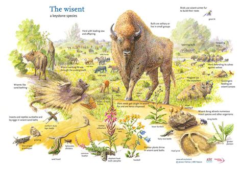 Bison Species