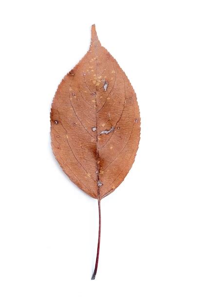 Premium Photo Single Autumn Leaf Isolated