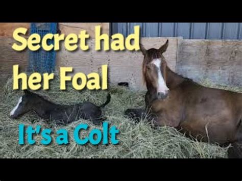 Foal Surprise New Thoroughbred Smokey Black Colt Arrived Youtube