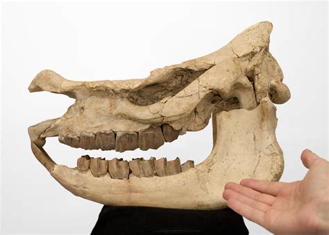 Prehistoric Rhinoceros Skull Cornerstone Minerals