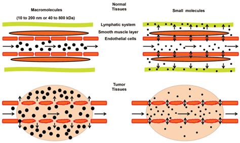 Vascular Permeability Wikiwand