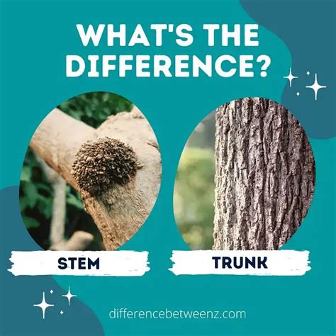 Difference Between Stem And Trunk Difference Betweenz