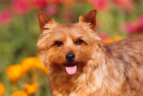 What Colors Do Norwich Terriers Come In