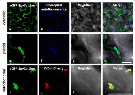 Validation Of The Subcellular Localization By Covalent Interaction In Download Scientific