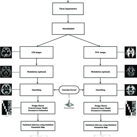 Steps Involved In A Voxel Based Morphometry Analysis Download