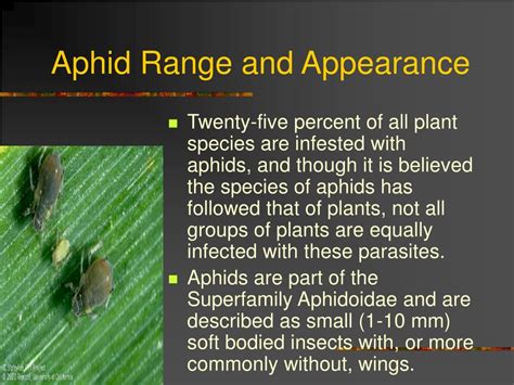 Ppt Aphid Population Powerpoint Presentation Free Download Id1356872