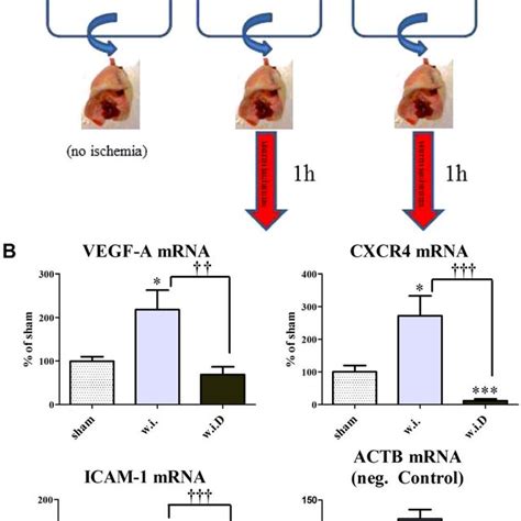 Western Blot Analysis Of Total Akt Takt Phospho Akt Pakt And Actb