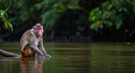 Mandrill Sitting By Water In Tropical Jungle Habitat Stock Image