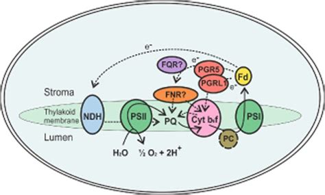 Ferredoxin In Photosynthesis