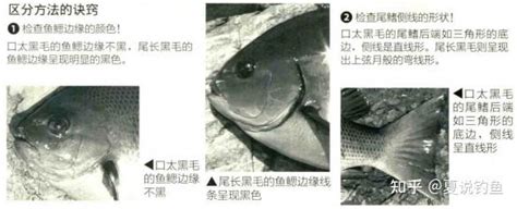 【日本专业矶钓书籍 】鱾鱼黑毛家族钓法南极磷虾和挂饵组合 知乎