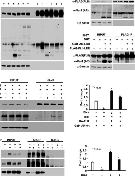 Dht Treatment Abolishes Ar And Flii Binding A Gal4 Ar Wt And
