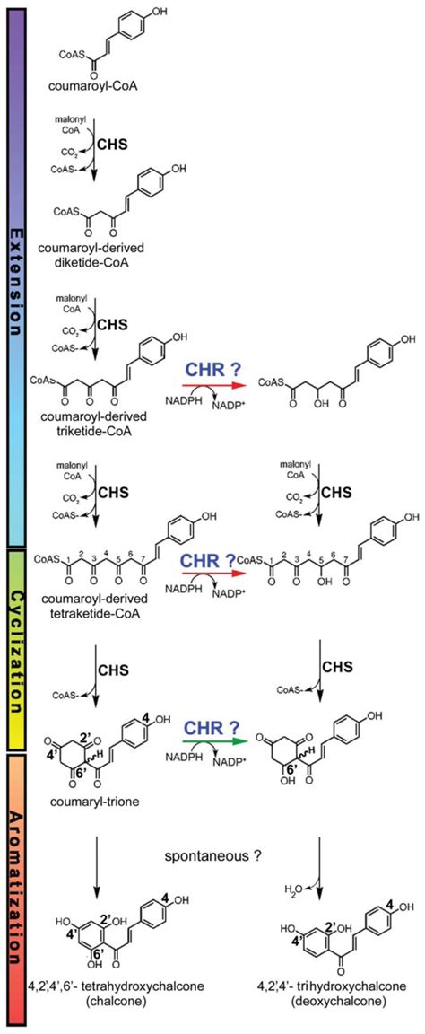 Chschr Reaction Pathway Left Panel The Chs Catalyzed Pathway To