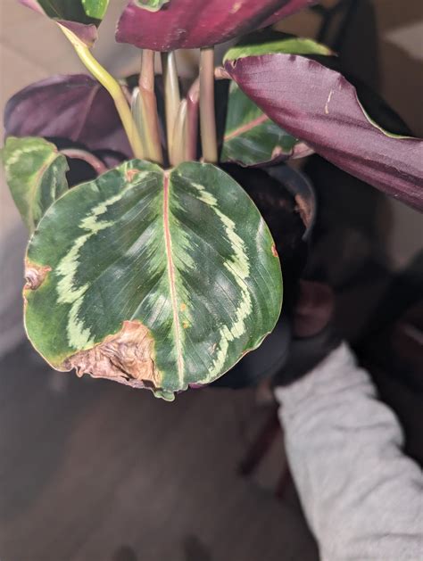 Brown Spots Pests Rcalatheas