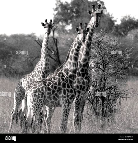 Black And White Of A Herd Of Giraffes Looking At The Camera In Limpopo