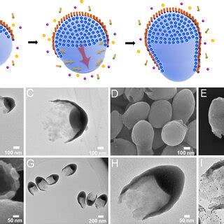 A B TEM Images Of The Morphology Of BSiO2 NPs At Reaction Time Of 2 H Download Scientific