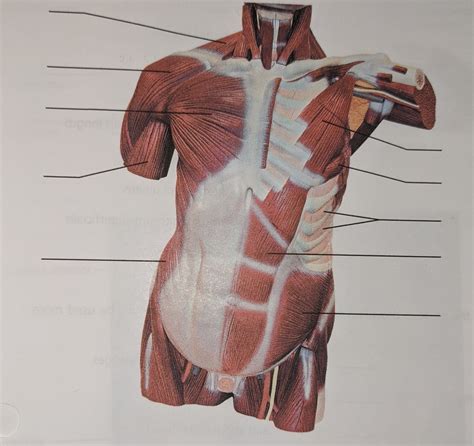 Muscles Of The Trunk Diagram Diagram Quizlet