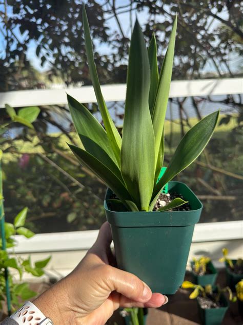 Dracaena Yuca Cane Plants Bare Roots Different Sizes Etsy