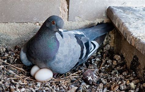 Unveiling The Mystery Pigeon Egg Appearance Decoded