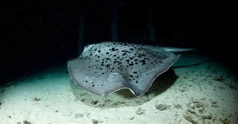 Gruesome Photos Show How Venomous Stingray Barb Impaled Tampa Woman