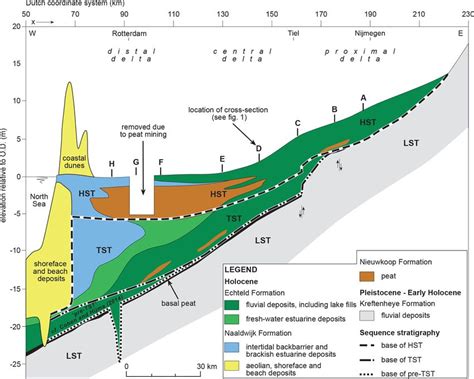 From Apex To Shoreline Fluvio Deltaic Architecture For The Holocene Rhine Meuse Delta The