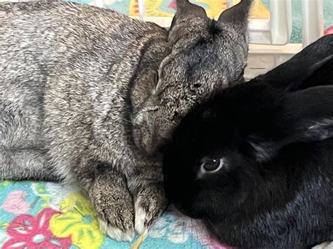 Constant Humping Rrabbits