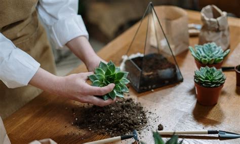The Essential Guide To Pruning Outdoor Succulents Succulentpedia