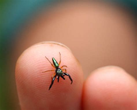 Bagheera Kiplingi The Worlds Only Herbivorous Spider Zvidusil