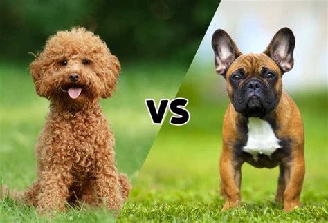 Frenchie Vs Poodle