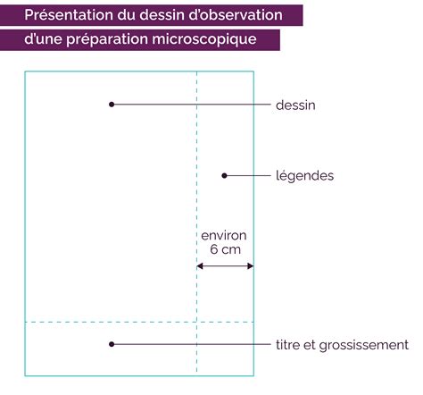 Fiche De Dessin Au Microscope Tp1 Observations Cellulaires Svt Au