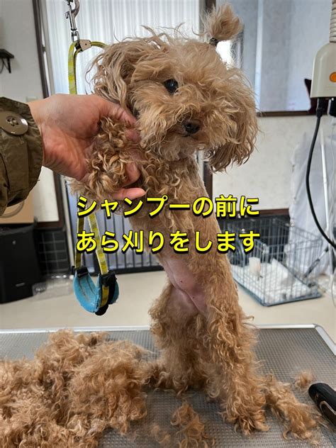 サロンだけでは守れないもの～毎日の小さなケアの力と飼い主さんの意識・行動継続～ 28年の確かな技術と愛ある手で〝本物のカット〟をご提供します！安心できるベテラントリマーのお店♡神戸市灘