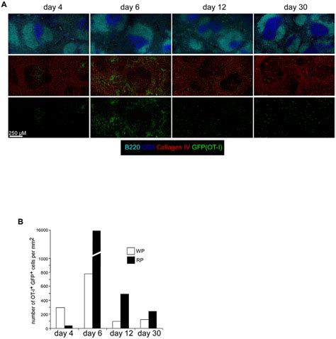 Within The Spleen Lm Specific Memory Cd8 T Cells Predominantly