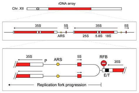 Schematic Representation Of The Replication Fork Barrier At The S