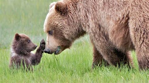 Wildsafe Bc Reports Drop In Bear Sightings In Northern Rockies