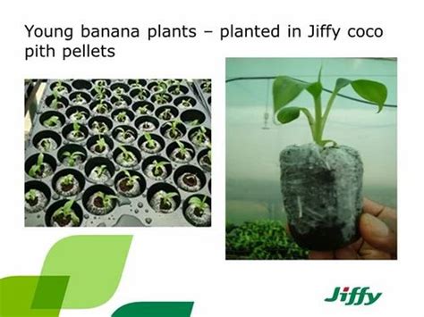 50mm Coco Pith Disc Packaging Size 560 Pcs Packaging Type Cartoon Box At Rs 300piece In