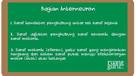 Mengenal Sistem Saraf Manusia Biologi Kelas 11