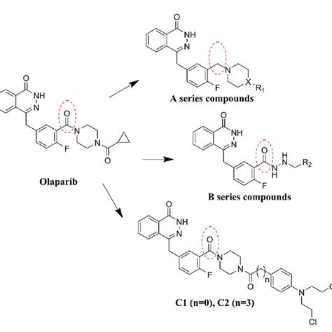 Pdf Discovery Of A Potent Olaparibchlorambucil Hybrid Inhibitor Of