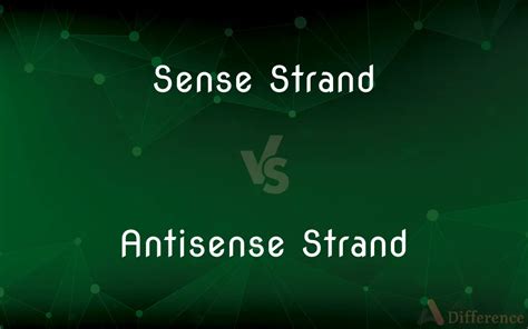 Sense Strand Vs Antisense Strand — Whats The Difference
