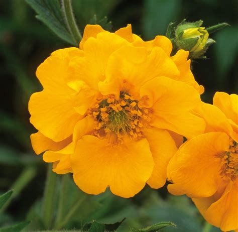 Geum 6 Plant Collection Golden Valley Plants