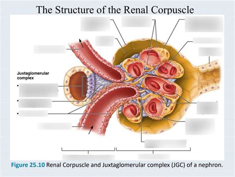 The Structure Of The Renal Corpuscle Diagram Quizlet